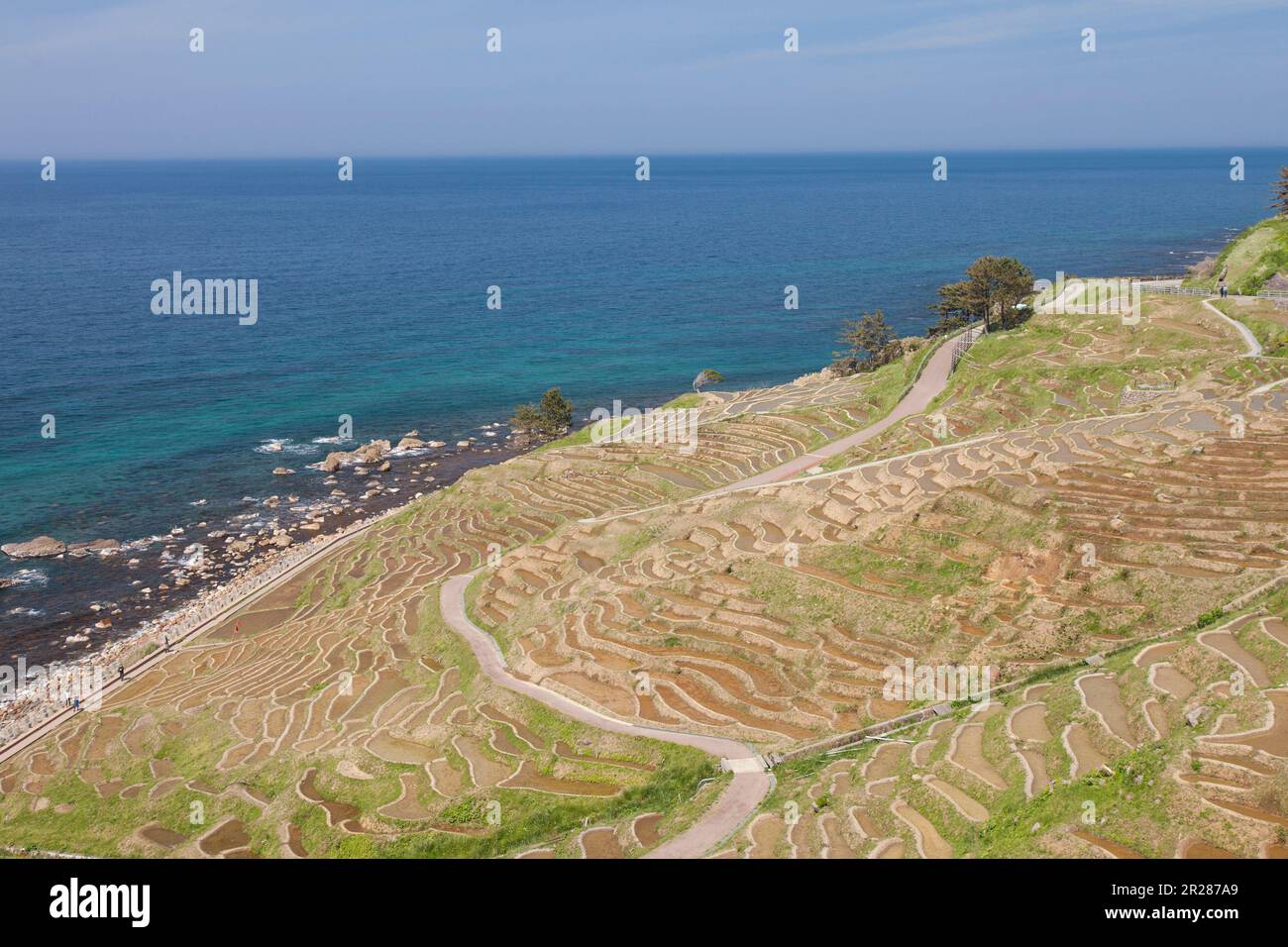 Shiroyone Senmaida (rice terrace Stock Photo - Alamy