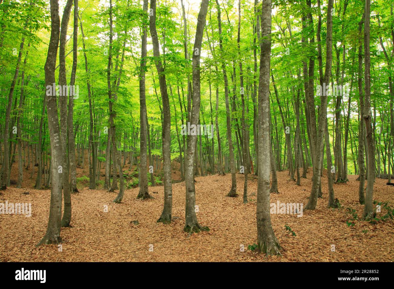 Bijinbayashi forest hi-res stock photography and images - Alamy