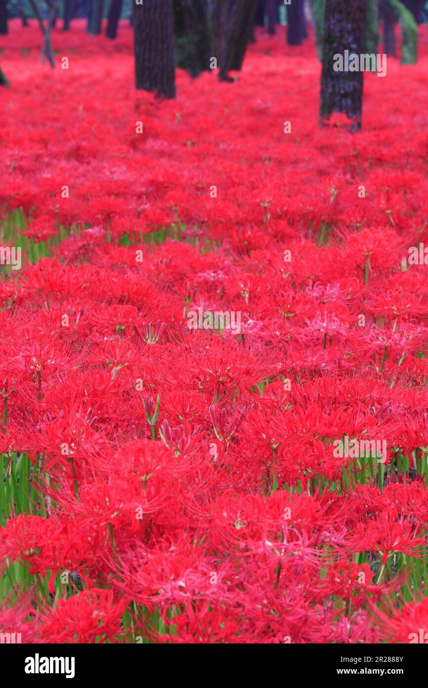 Radiata park hi-res stock photography and images - Alamy