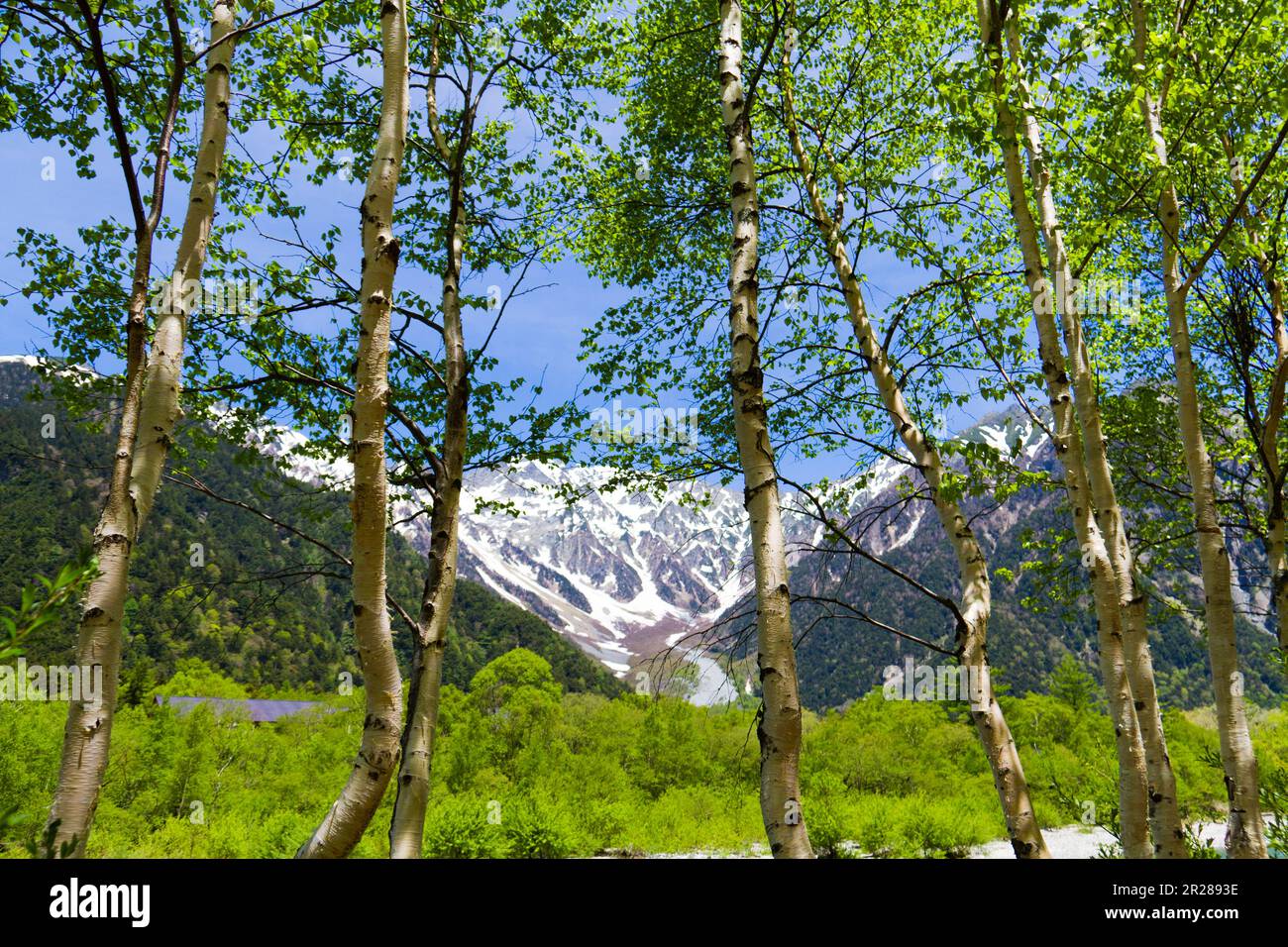 Green beech trees and Mount Hotaka Stock Photo - Alamy