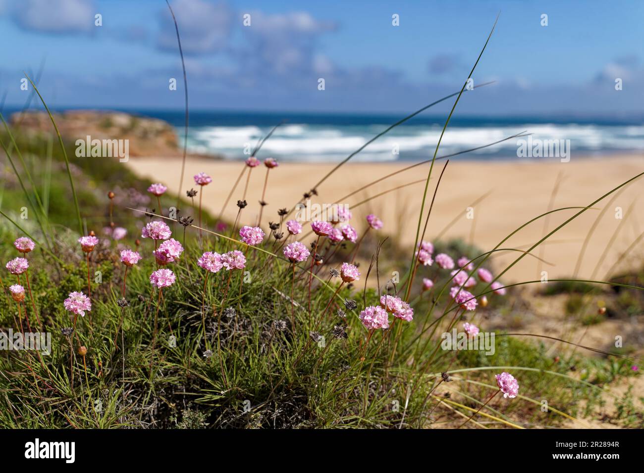 Madeira spring coast flowers hi-res stock photography and images - Alamy
