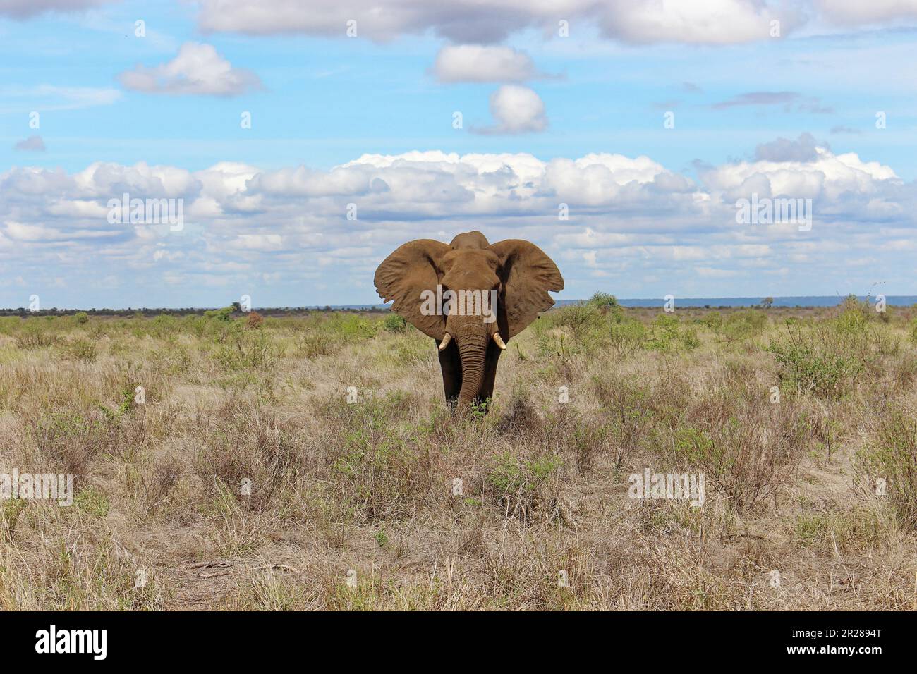 South African elephant walking towards camera Stock Photo - Alamy