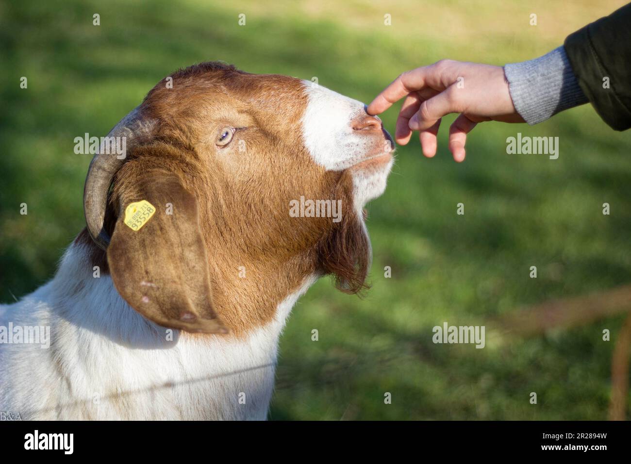 Curious goat sniffing a hand Stock Photo - Alamy