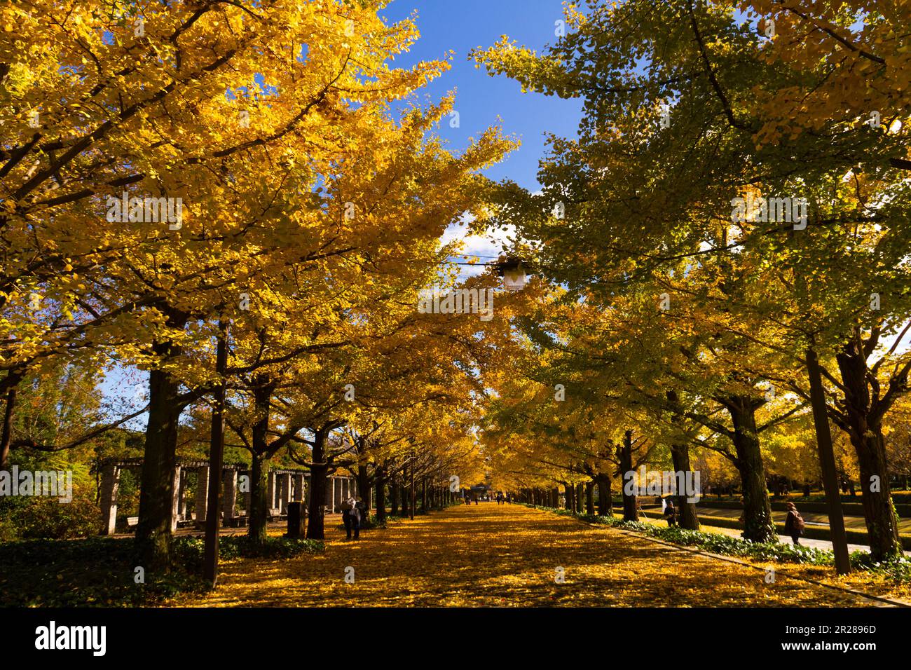 Rows of Ginkgo trees in Showa Memorial Park Stock Photo - Alamy