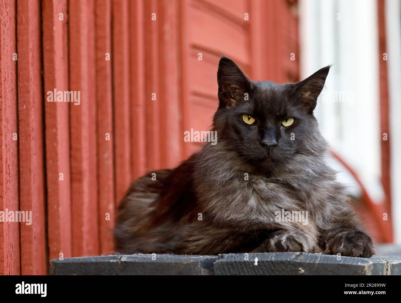 Norwegian forest cat mail on a bench outdoors Stock Photo - Alamy