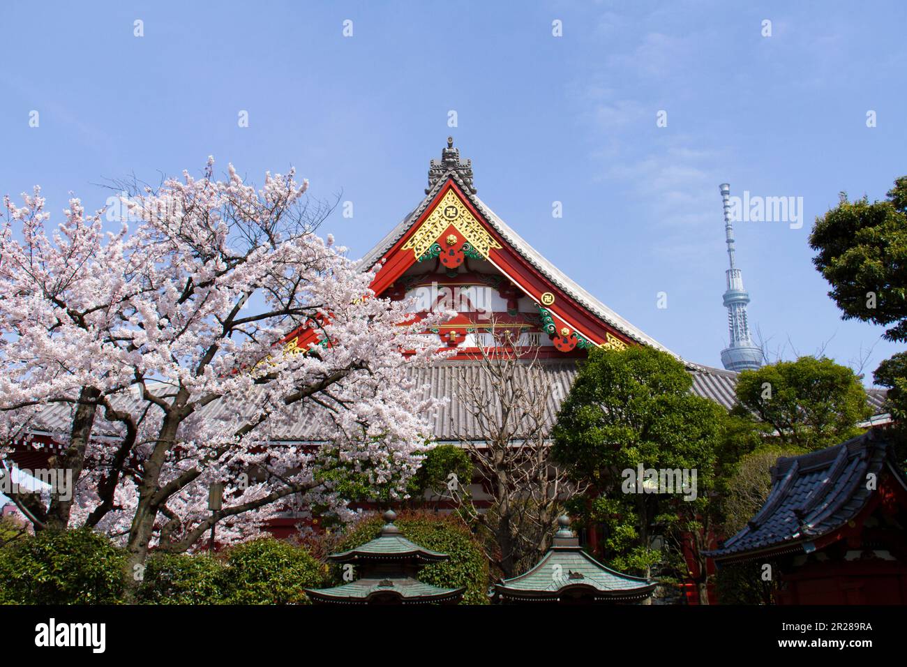 Cherry Asakusa Temple and Tokyo sky tree Stock Photo - Alamy