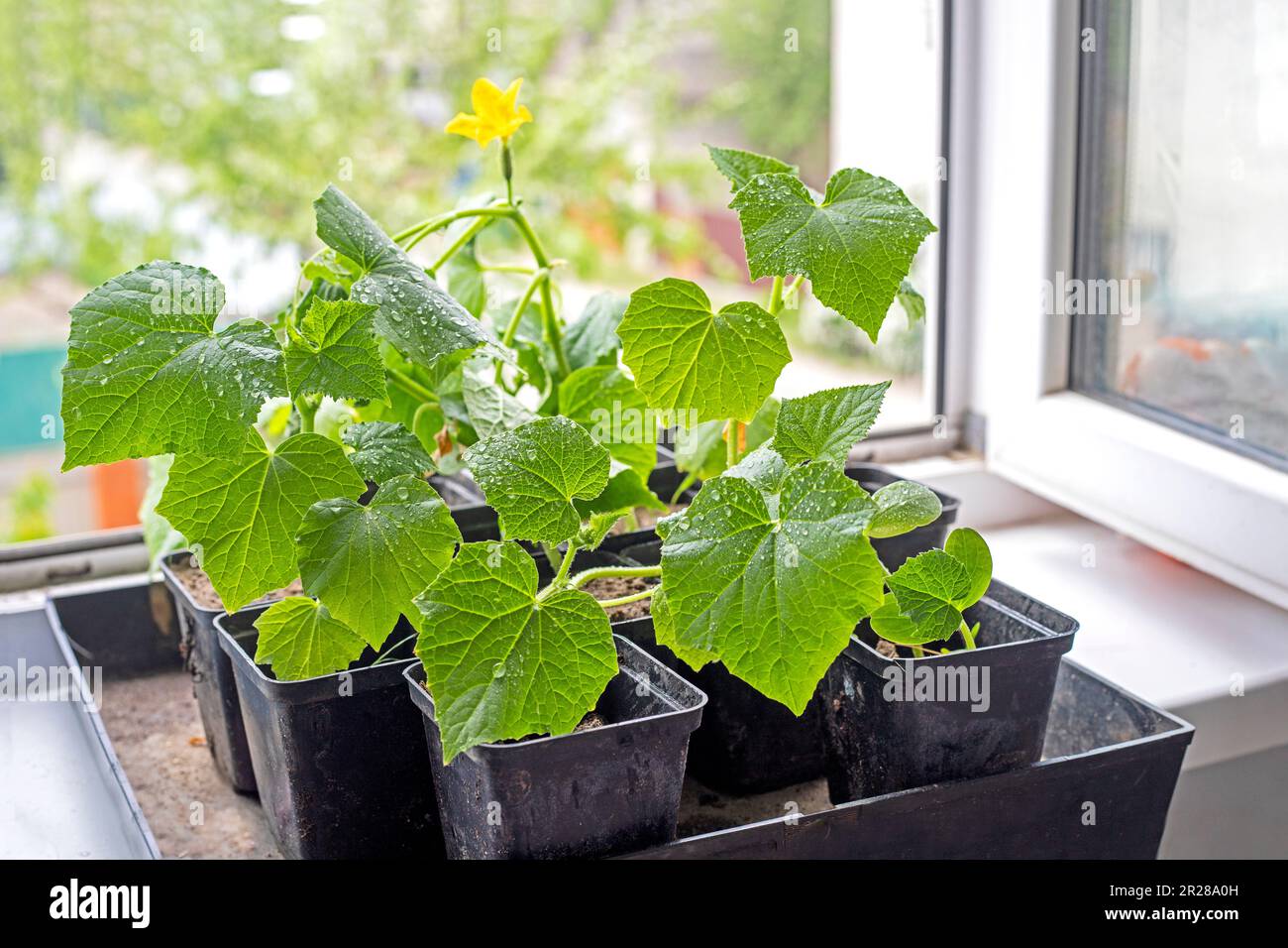 grow flowering seedlings of young varietal cucumbers in pots before ...
