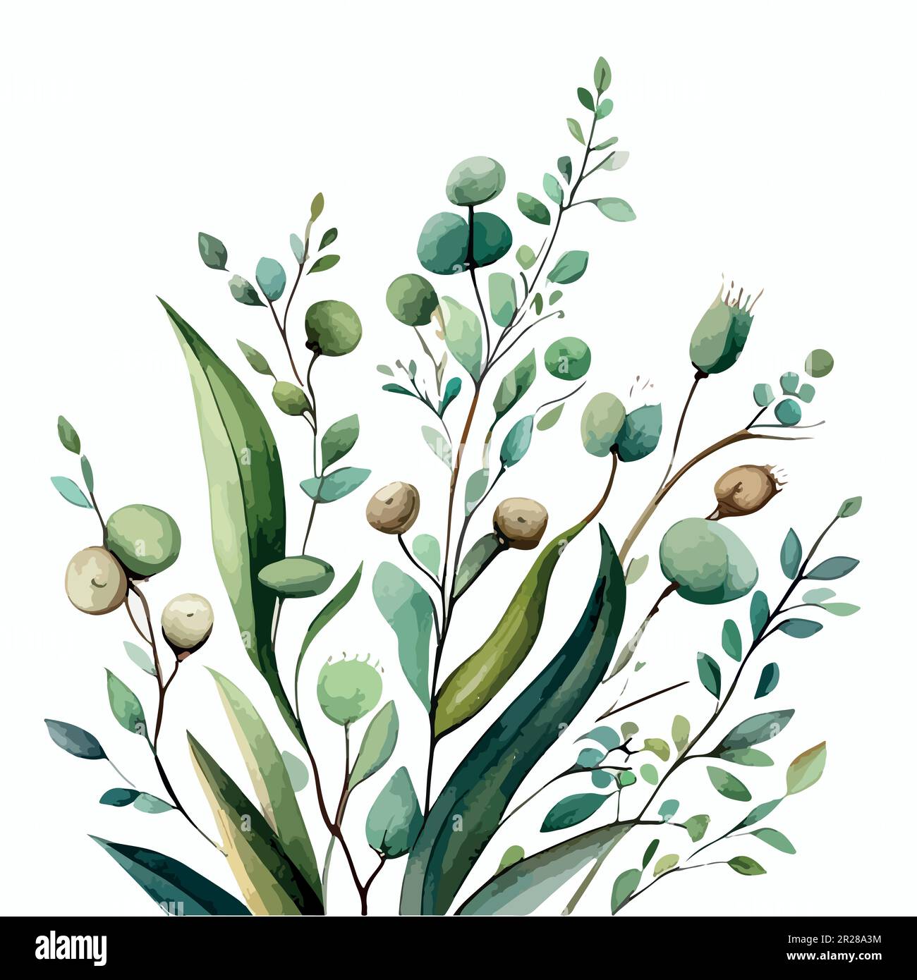 Australian wildflowers Stock Vector Images - Alamy
