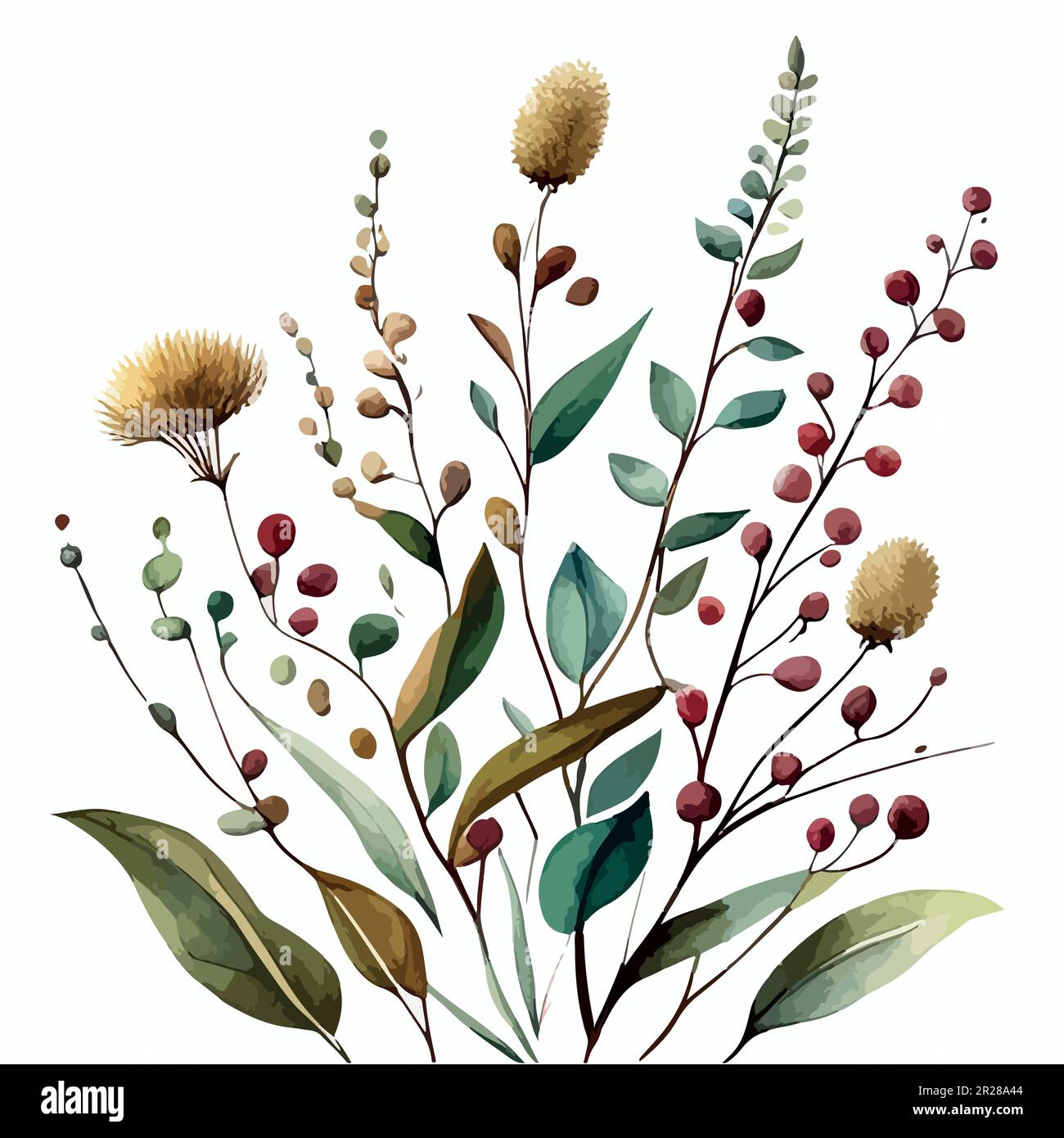 Wildflowers of australia Stock Vector Images - Alamy