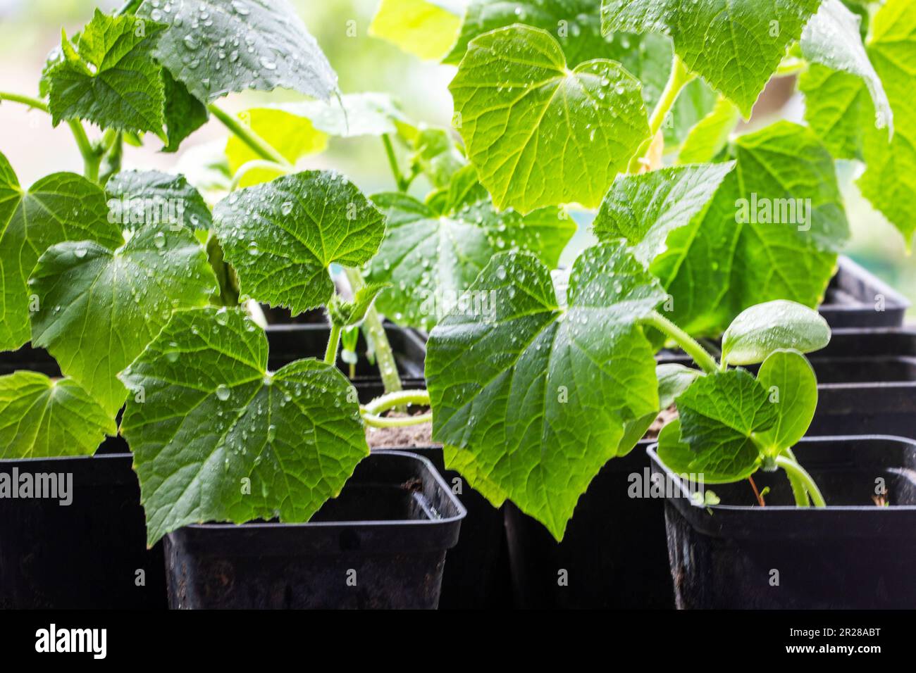 grow flowering seedlings of young varietal cucumbers in pots before ...