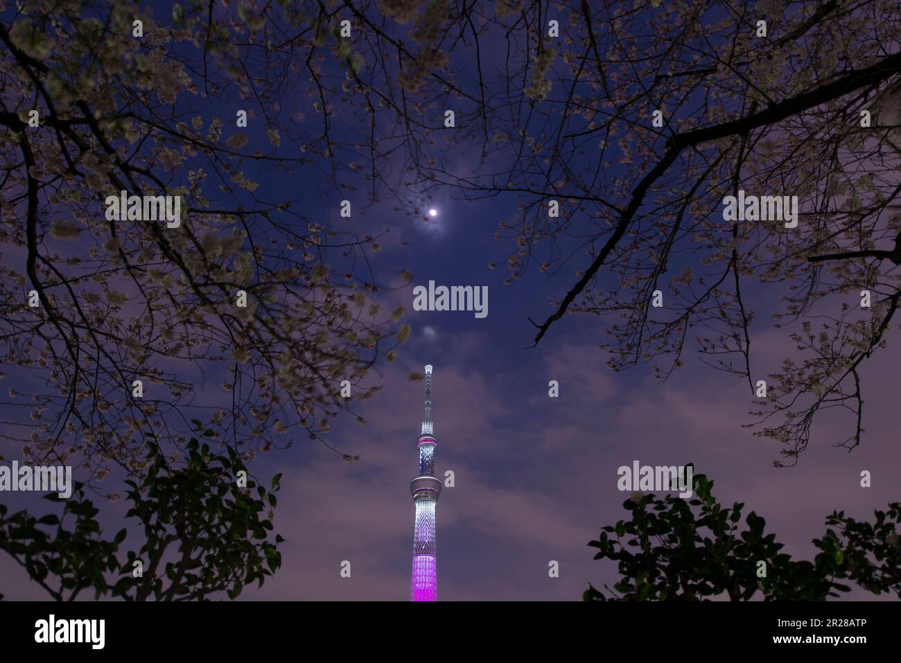 Tokyo sky tree lights up (Mai Sakura) and cherry blossoms in the night ...