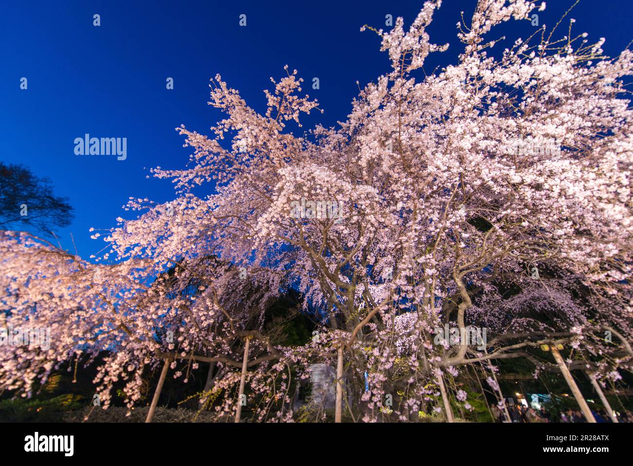 Rikugien-Sakura light up Stock Photo - Alamy