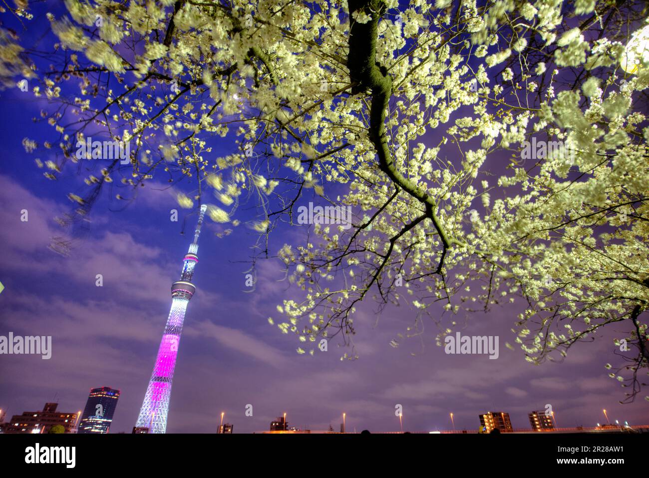 White cherry blossoms landscape at night in japan hi-res stock ...