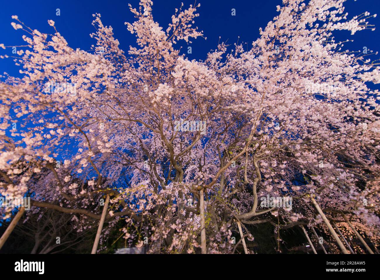 Rikugien-Sakura light up Stock Photo - Alamy