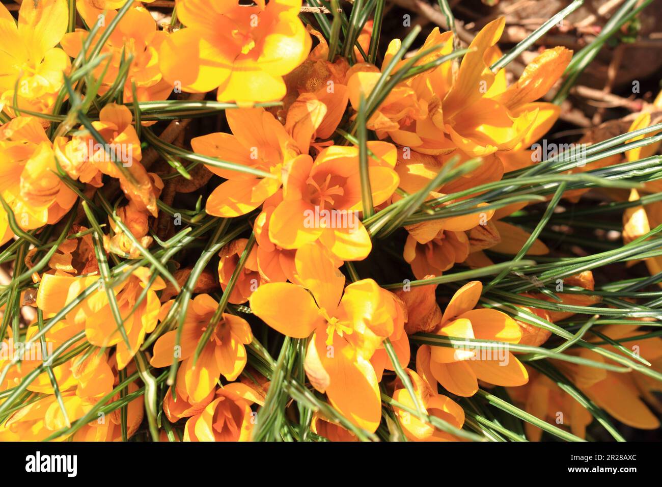 yellow crocus flowers as very nice spring background Stock Photo - Alamy