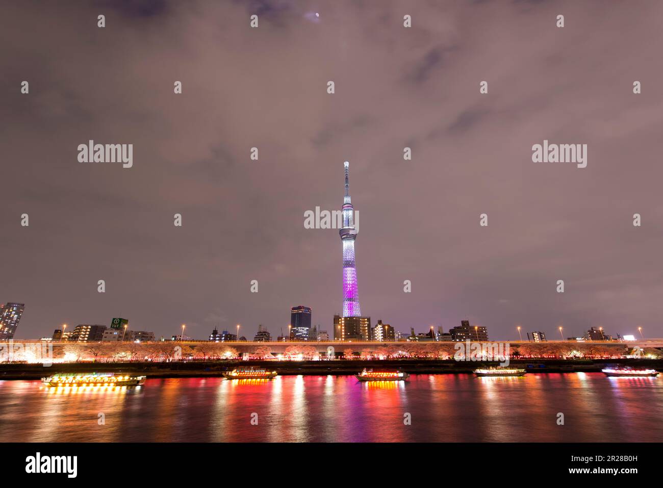 Tokyo sky tree lights up (Mai Sakura) and cherry blossoms in the night ...
