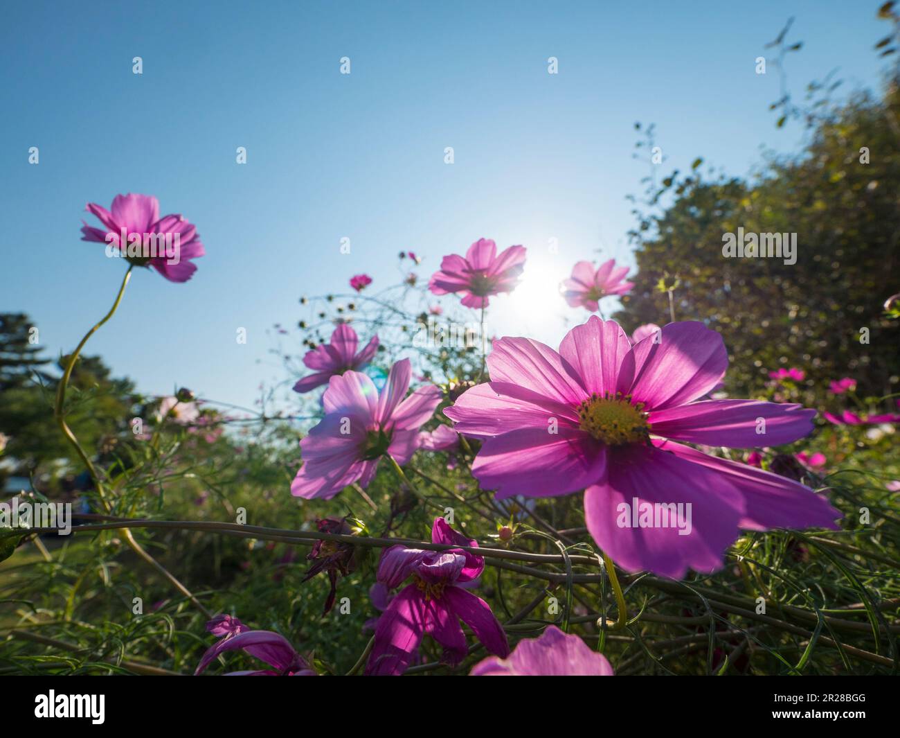 Mysterious cosmos hi-res stock photography and images - Alamy