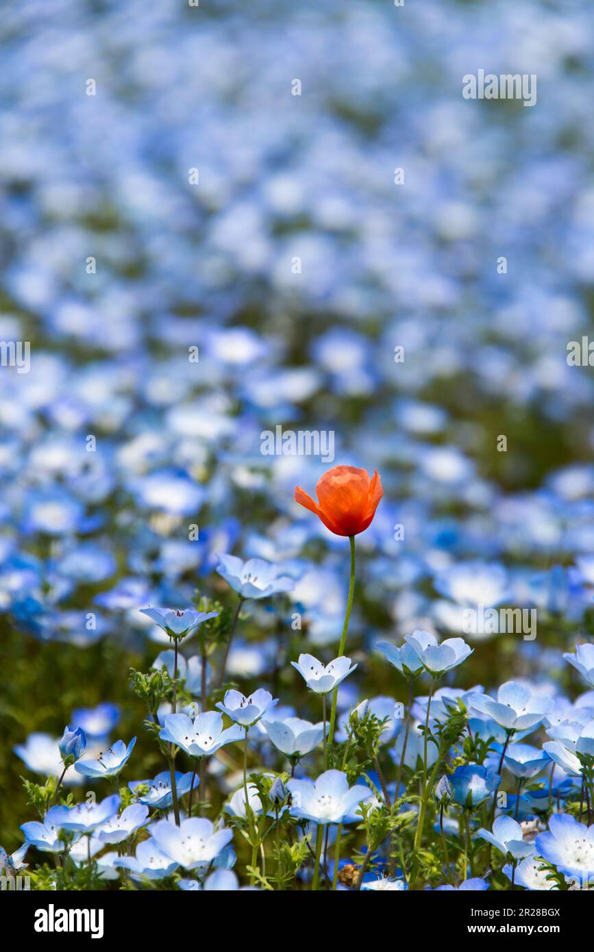 One red flower in nemophila flower bed Stock Photo - Alamy
