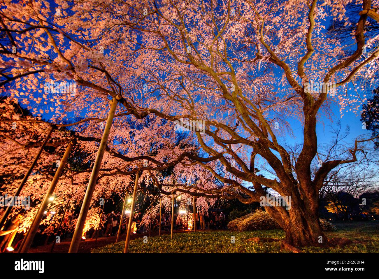 Light cherry hi-res stock photography and images - Alamy
