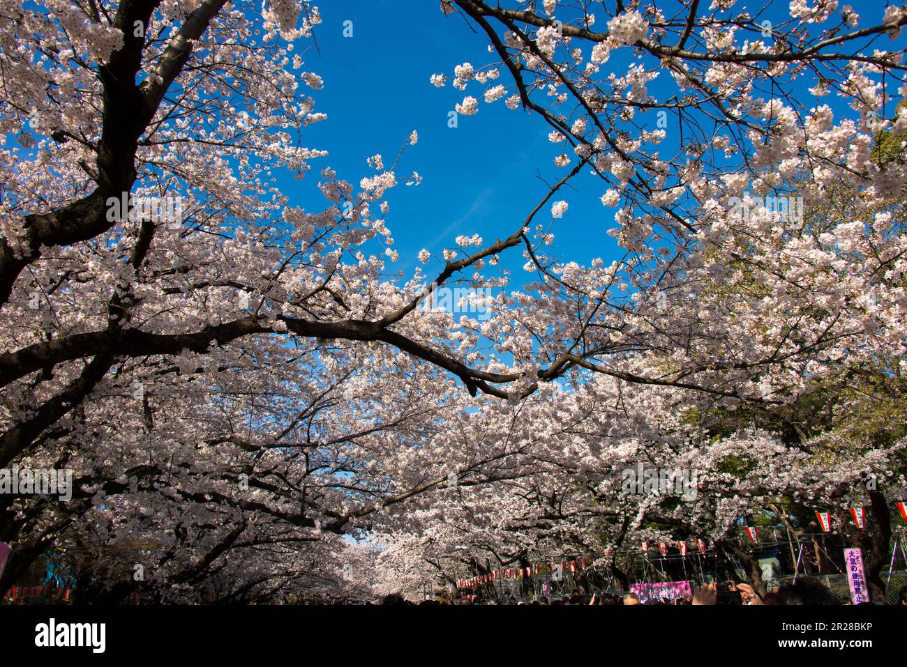 Cherry trees at ueno hi-res stock photography and images - Alamy