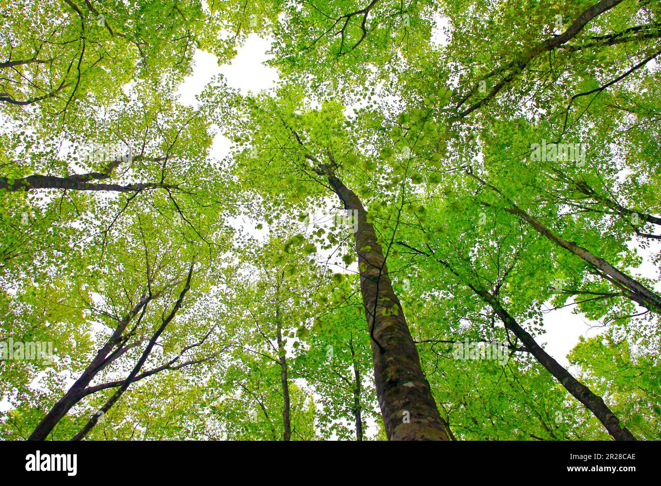 Fresh green groves looked up in the Bijin Bayashi Stock Photo - Alamy