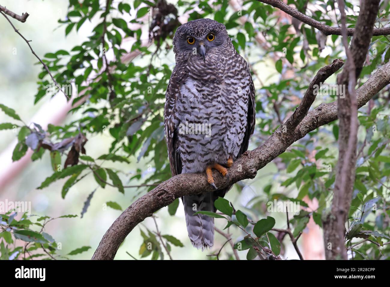 Australian powerful owl hi-res stock photography and images - Alamy