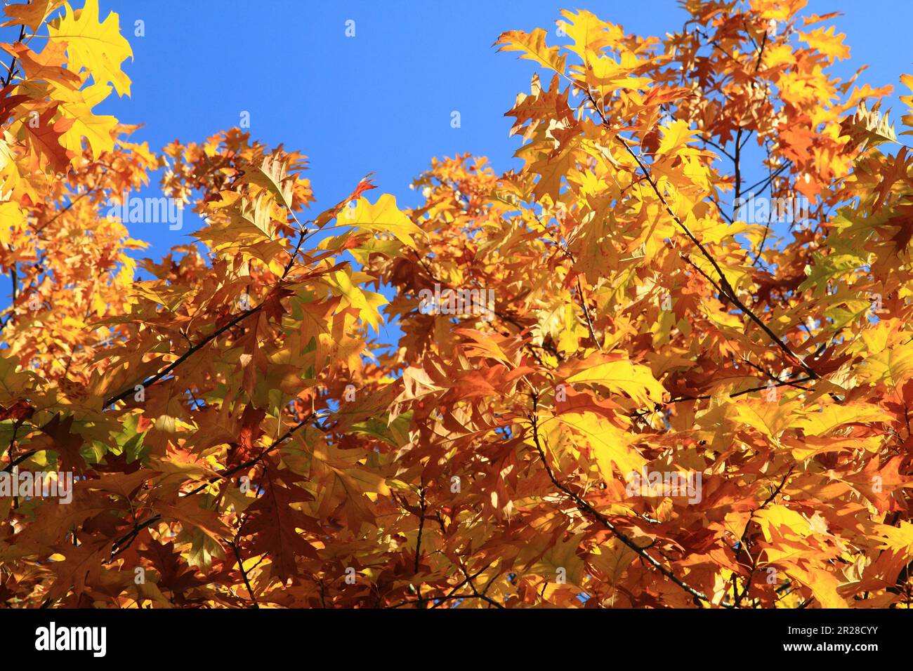 autumn leaves as nice natural color background Stock Photo - Alamy