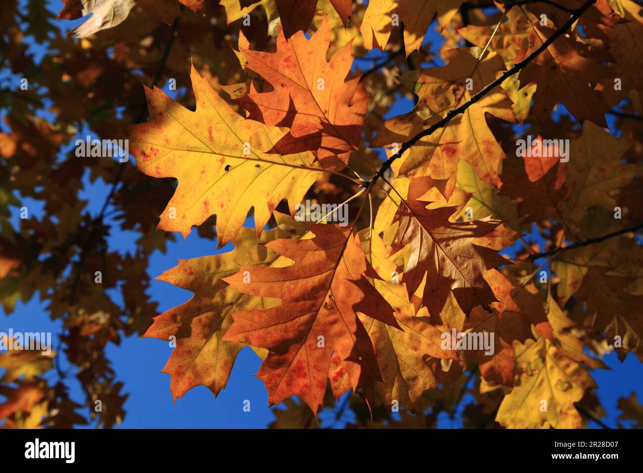 autumn leaves as nice natural color background Stock Photo - Alamy