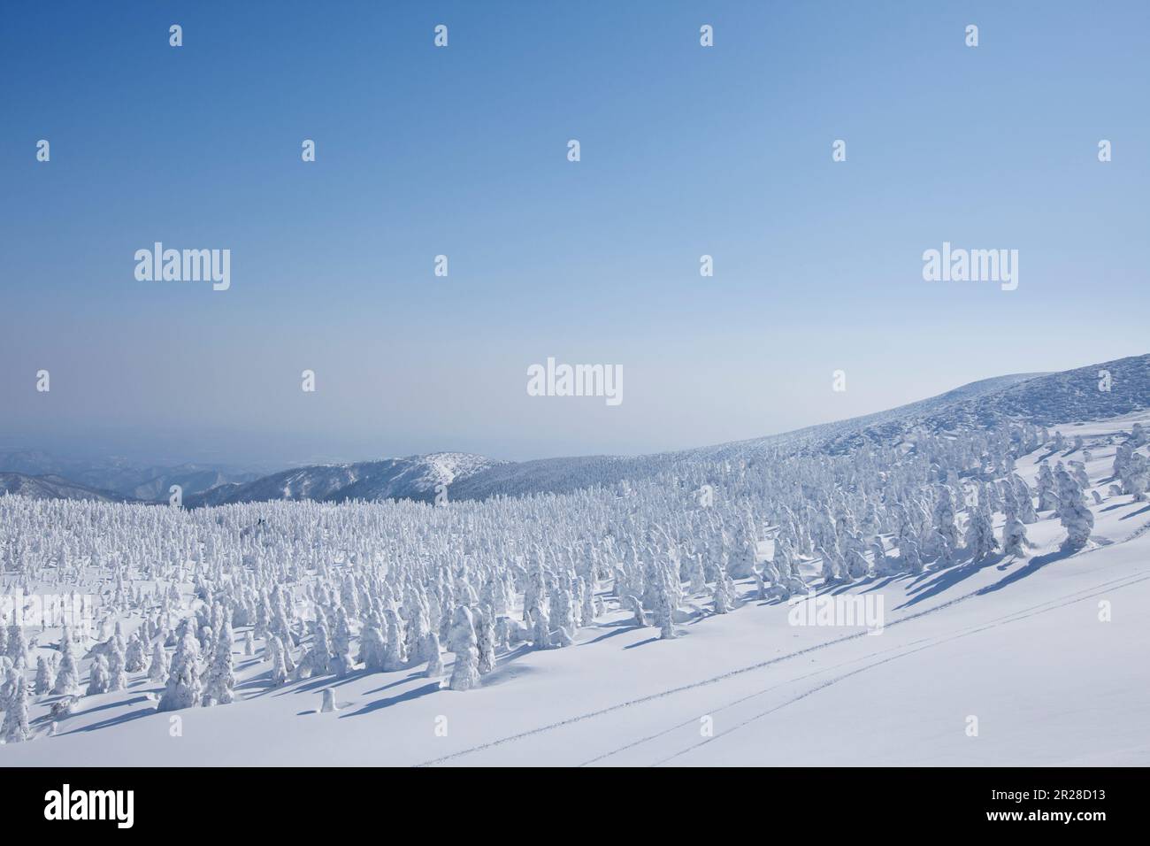 Trees on Mount Zao covered in frost Stock Photo - Alamy