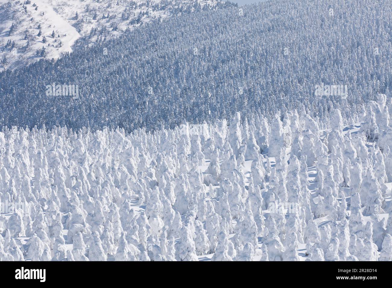 Trees on Mount Zao covered in frost Stock Photo - Alamy