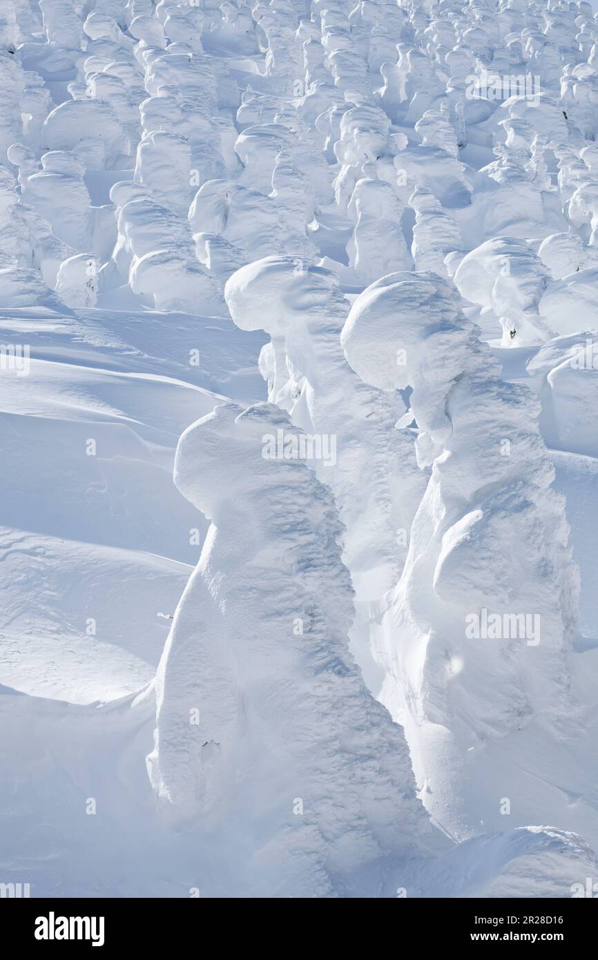 Trees on Mount Zao covered in frost Stock Photo - Alamy