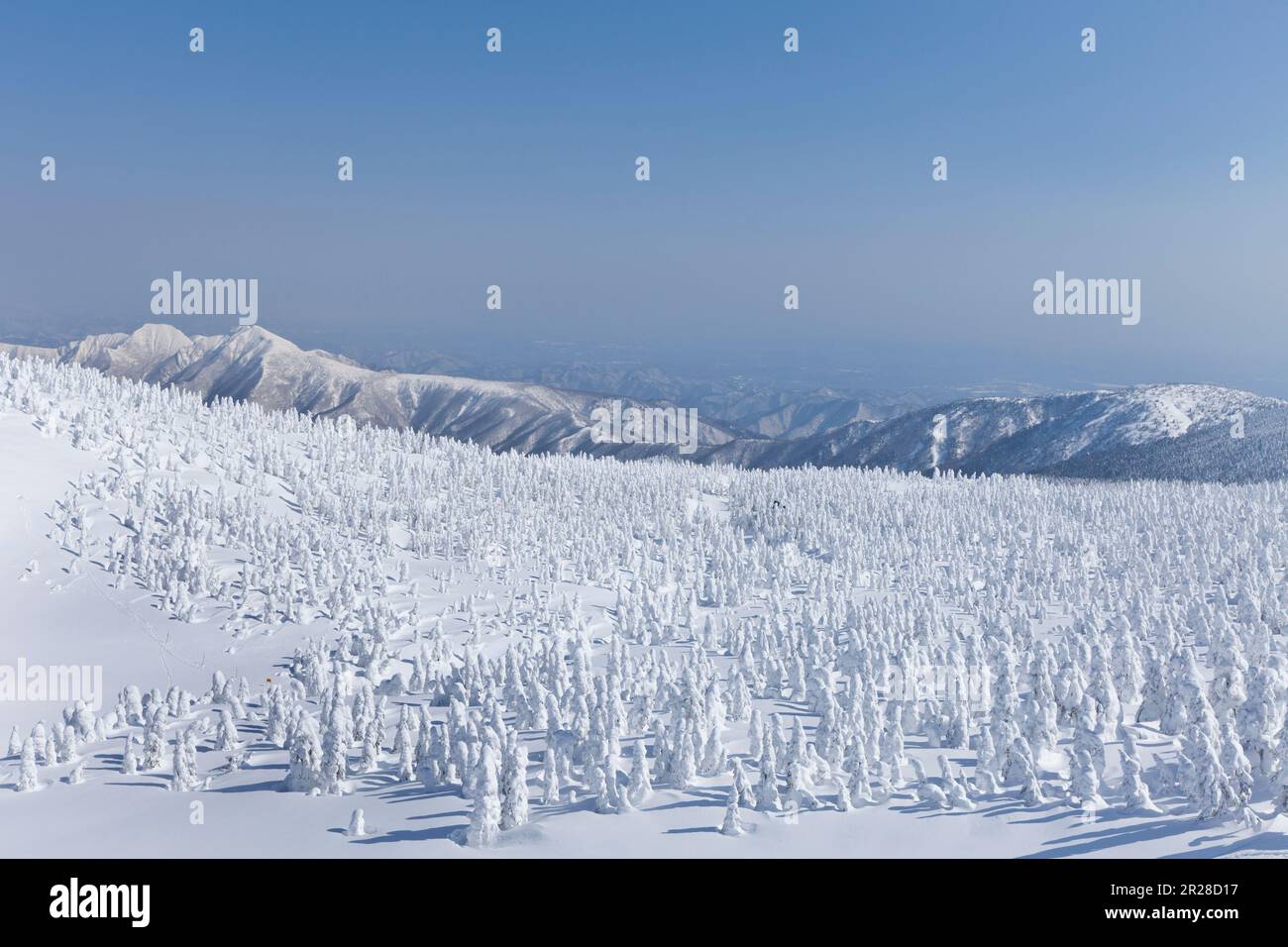 Trees on Mount Zao covered in frost Stock Photo - Alamy