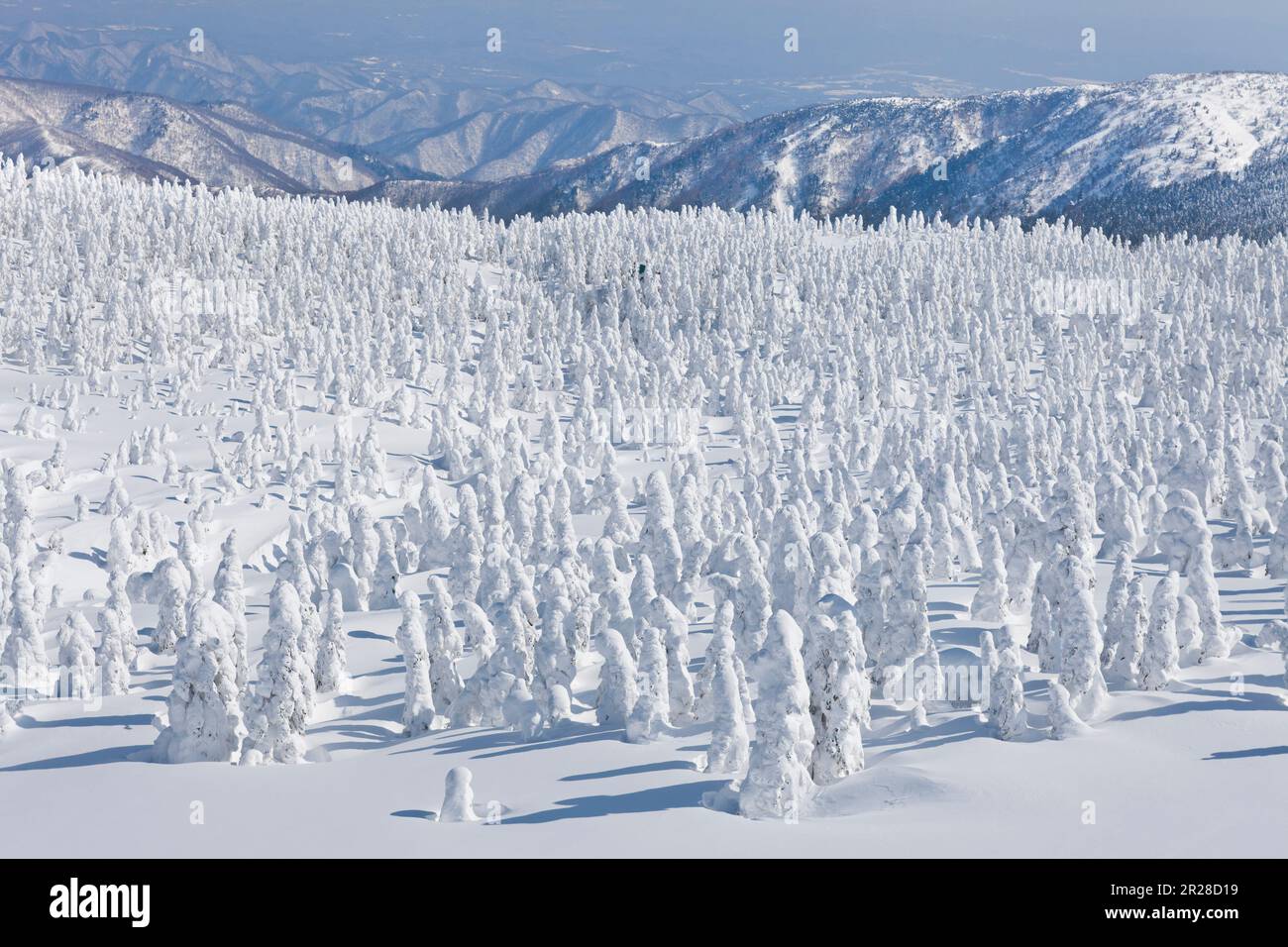 Trees on Mount Zao covered in frost Stock Photo - Alamy