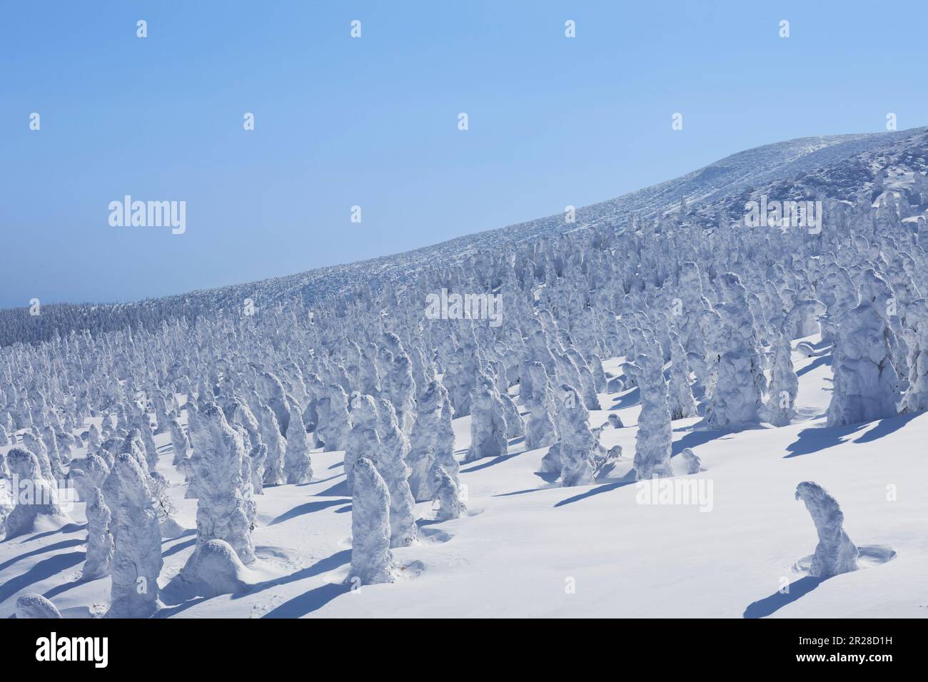 Trees on Mount Zao covered in frost Stock Photo - Alamy