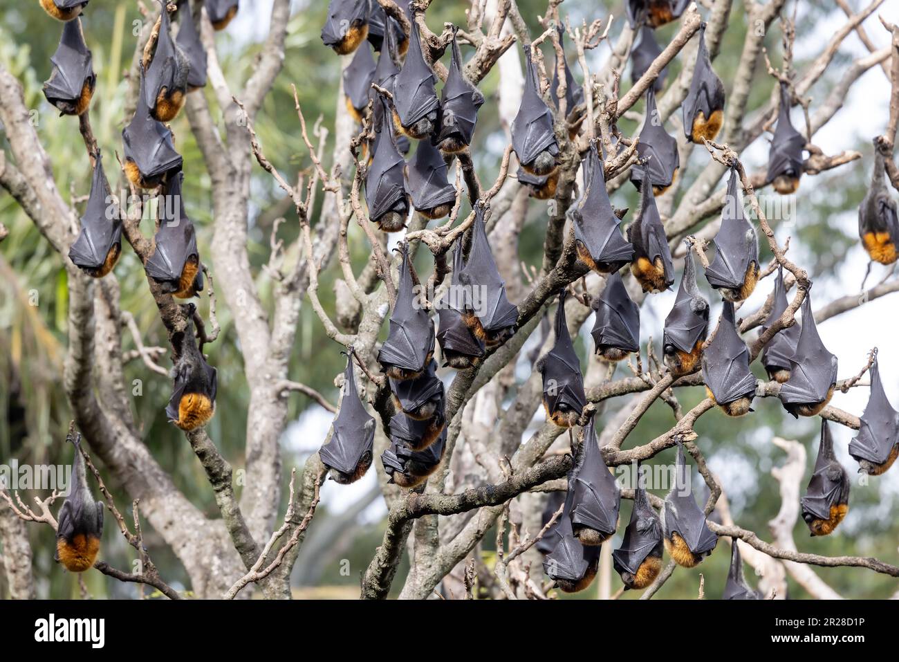 Australian Grey-headed Flying Fox roosting in tree Stock Photo - Alamy