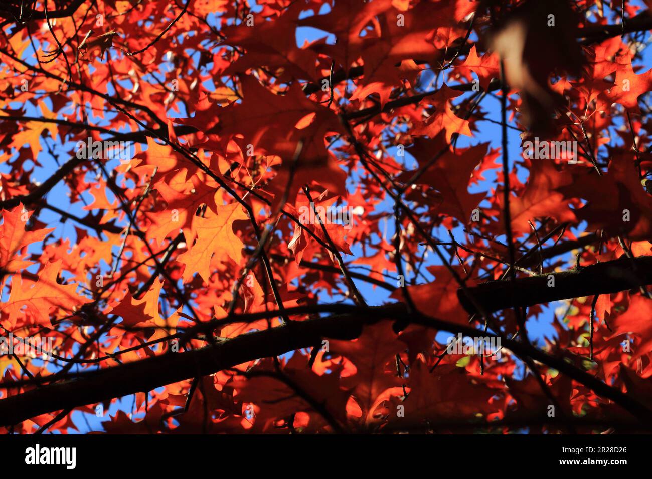 autumn leaves as nice natural color background Stock Photo - Alamy