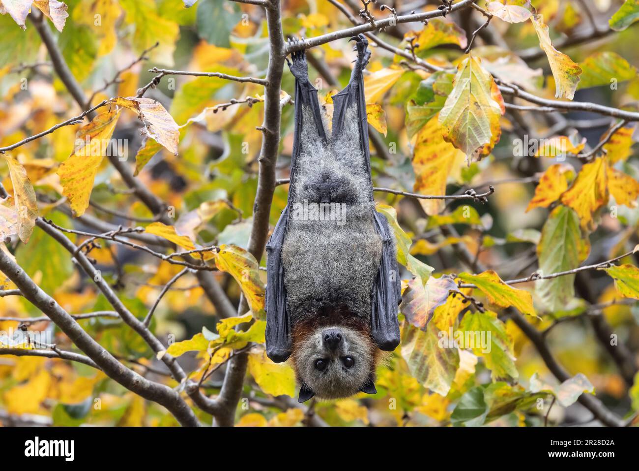 Australian Grey-headed Flying Fox roosting in tree Stock Photo - Alamy