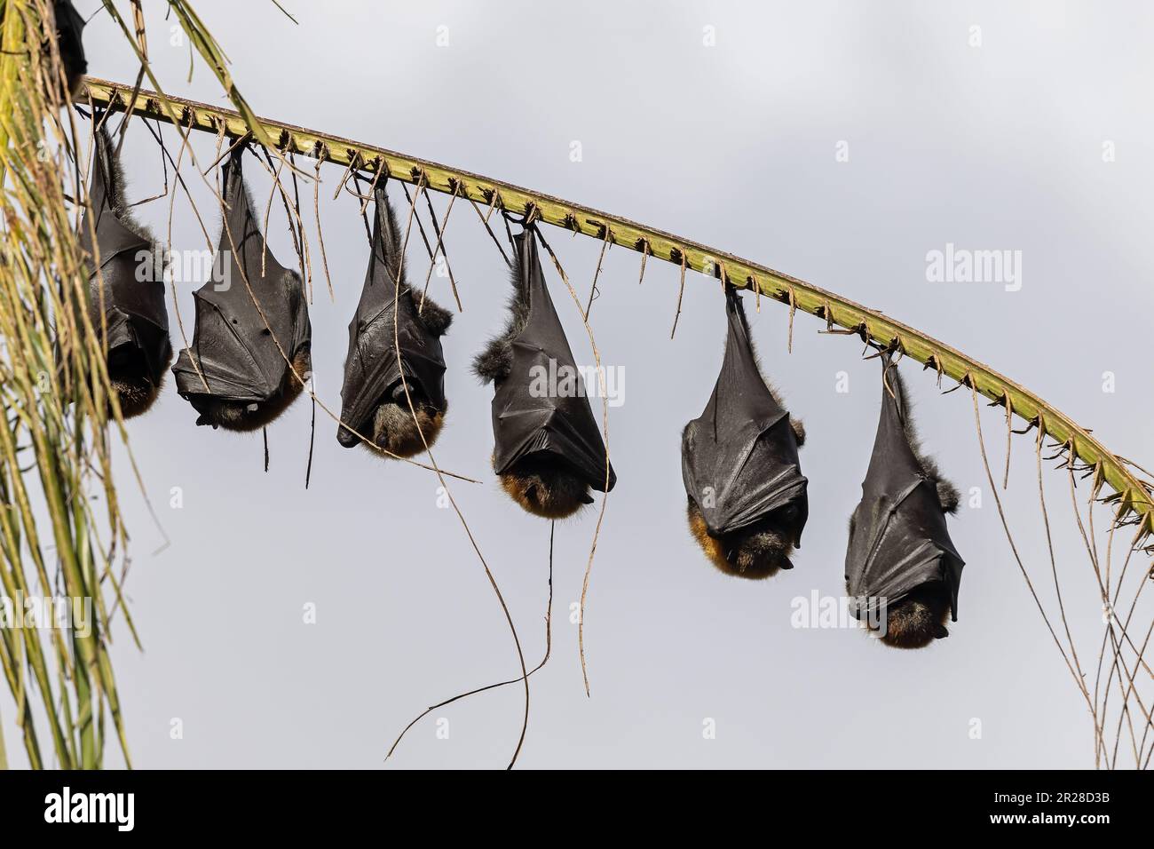 Australian Grey-headed Flying Fox roosting on palm tree branch Stock ...