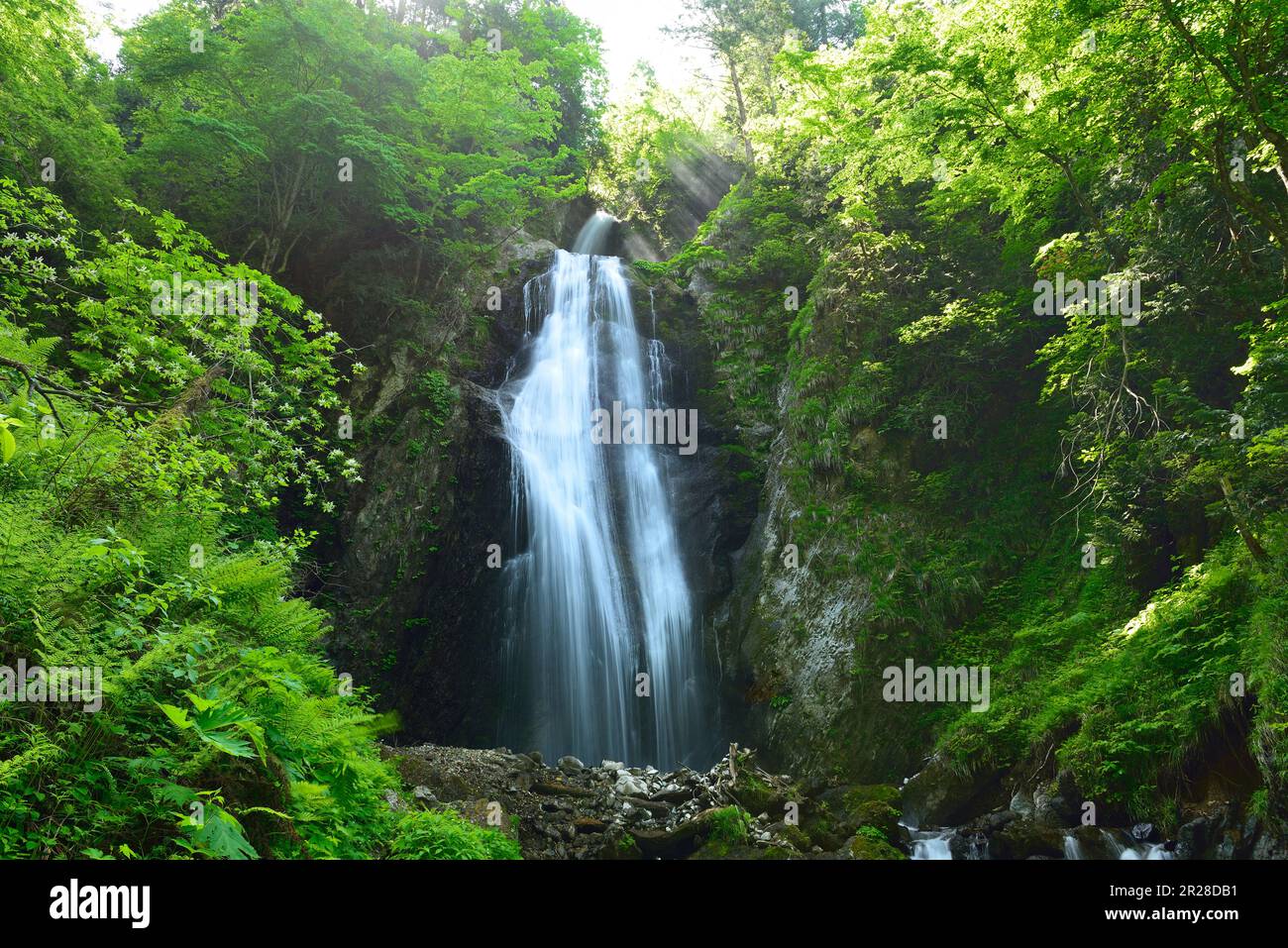 Kaiko hi-res stock photography and images - Alamy