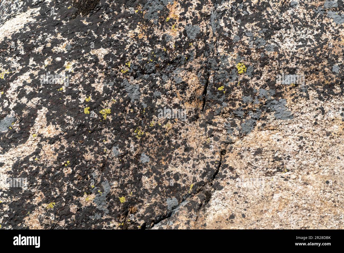 A weathered rock covered with yellow, grey and black color algae Stock ...