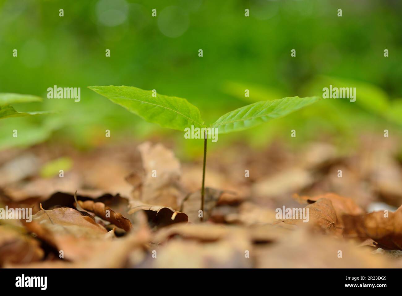 Sprout of the beech Stock Photo - Alamy