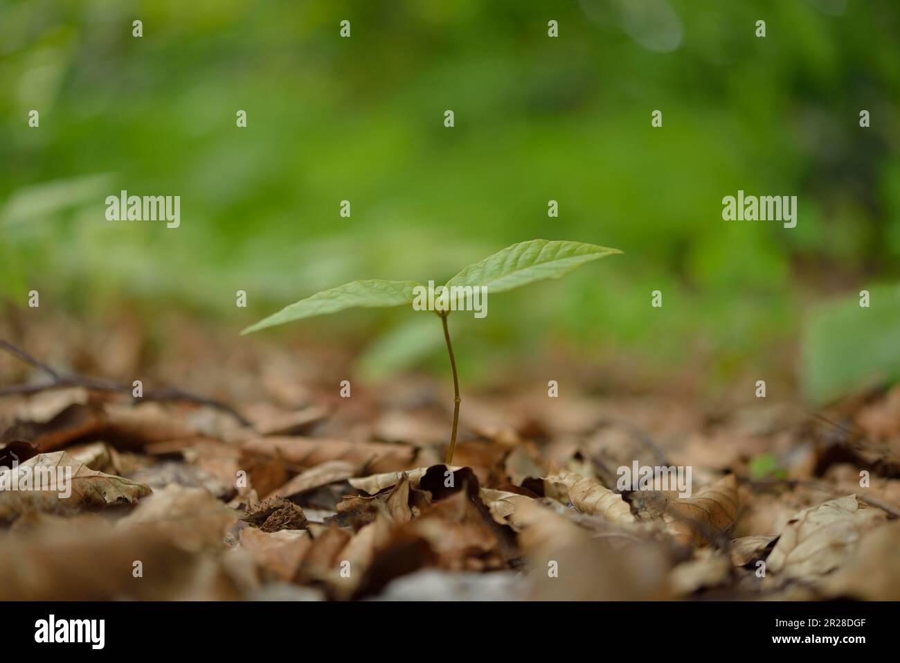 Sprout of the beech Stock Photo - Alamy