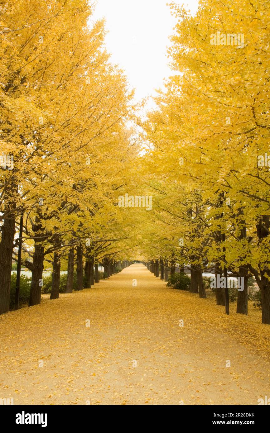 Row of Ginkgo Trees Stock Photo - Alamy