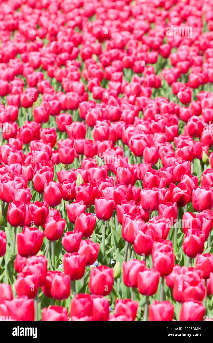 Red tulip field Stock Photo - Alamy