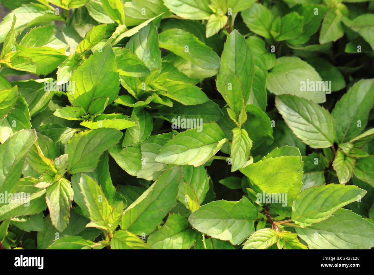 Peppermint texture hi-res stock photography and images - Alamy