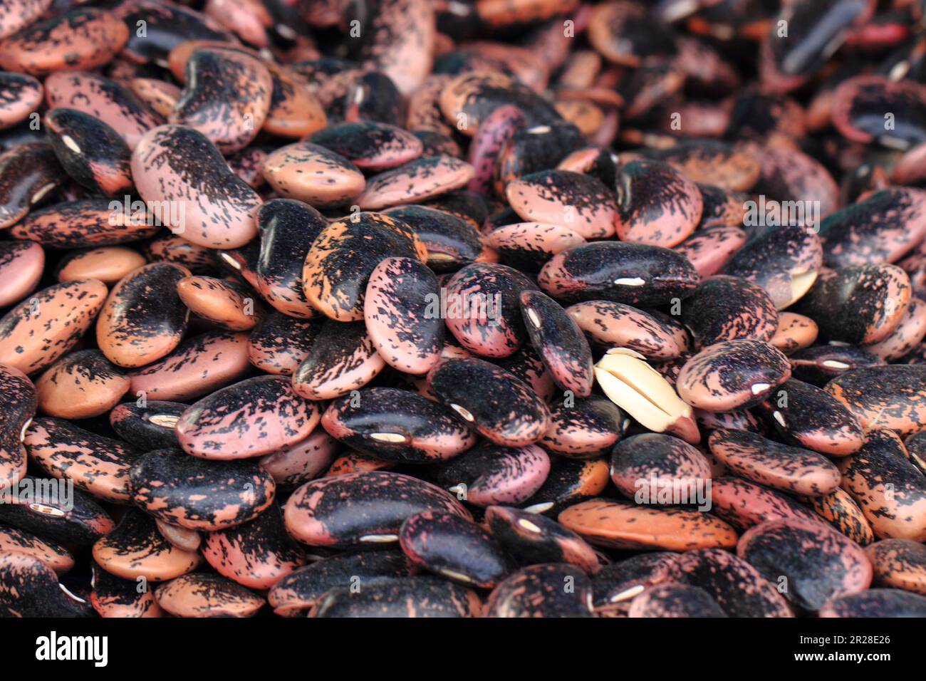 violet beans texture as very nice food background Stock Photo - Alamy