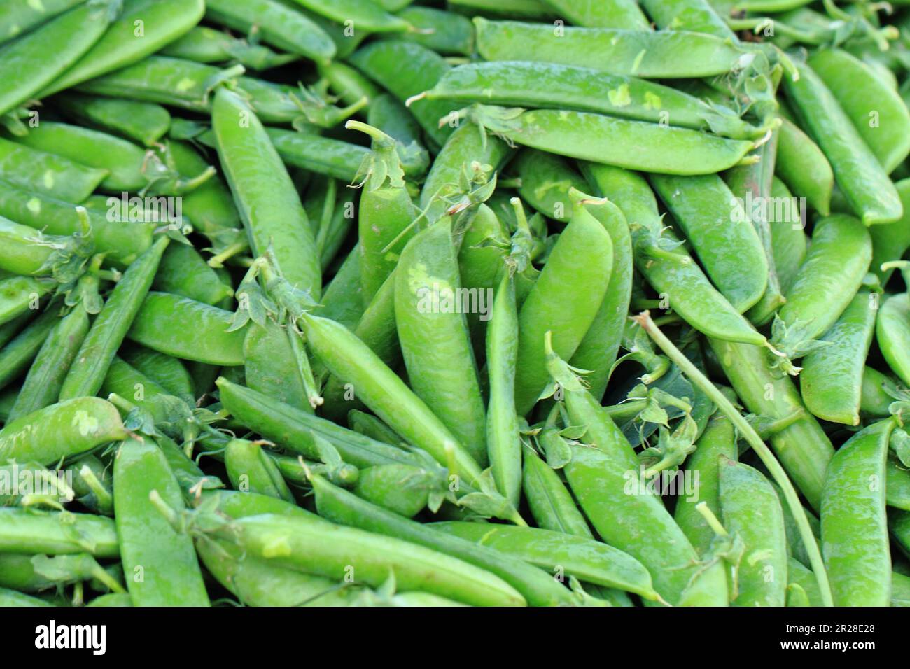 green pea texture as nice vegetable backround Stock Photo - Alamy
