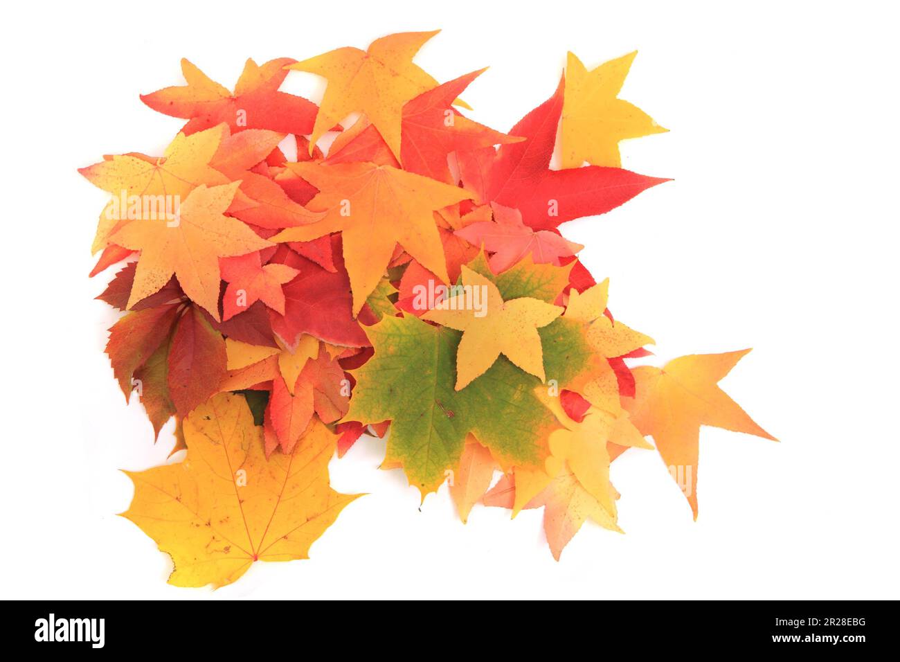color autumn leaves isolated on white background Stock Photo - Alamy