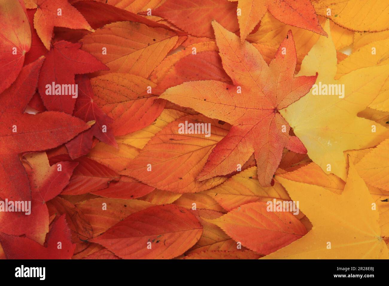 autumn leaves as nice natural color background Stock Photo - Alamy