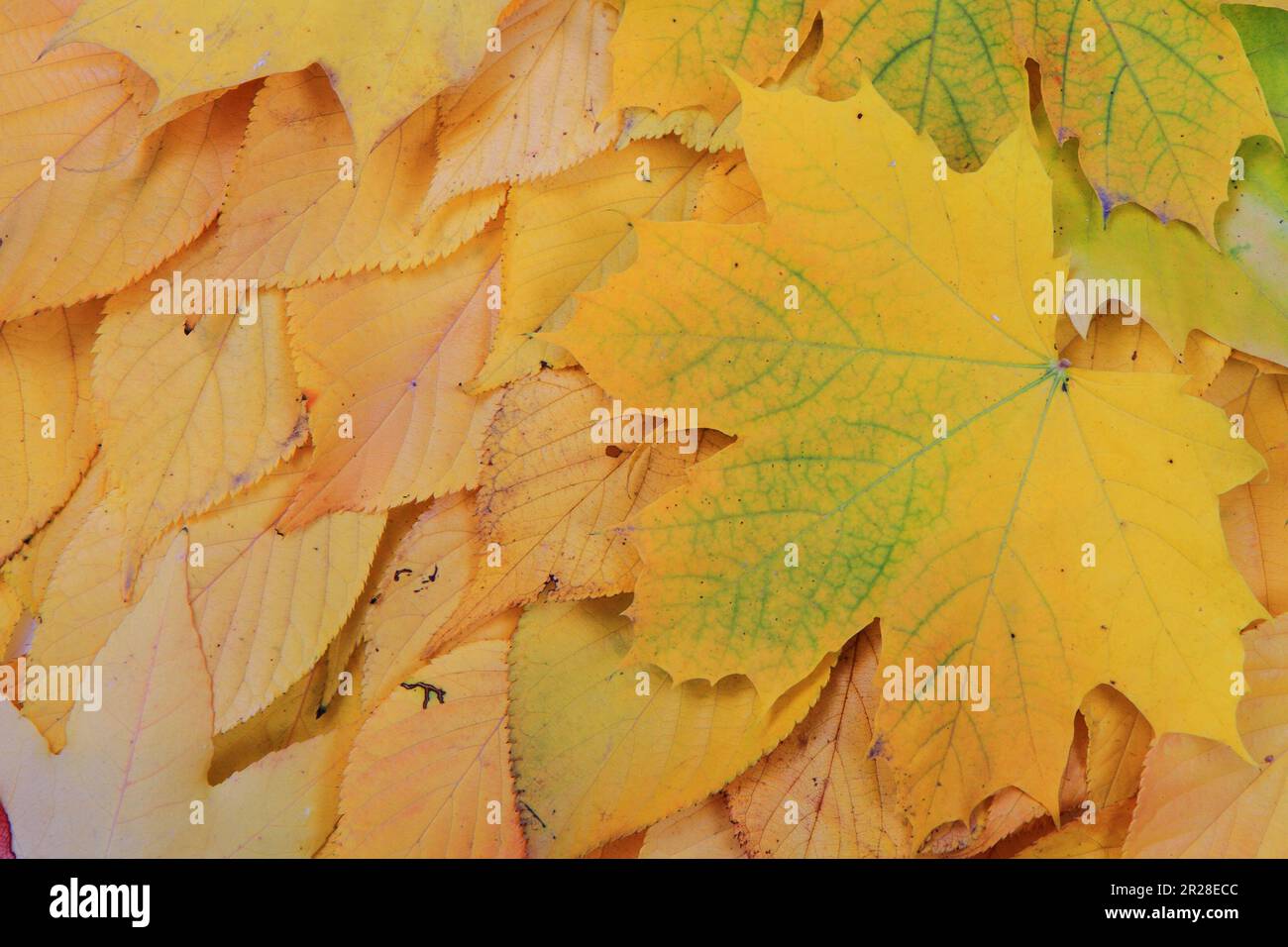 autumn leaves as nice natural color background Stock Photo - Alamy
